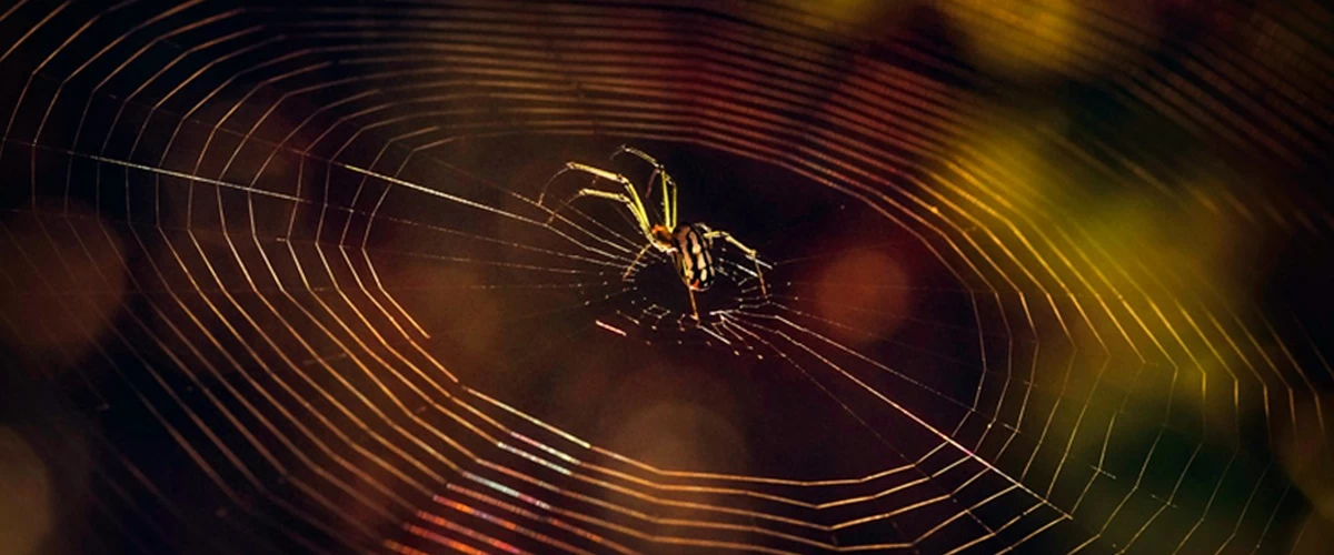 Preventive Measures To Control Spider Infestations : A2 Pest Management